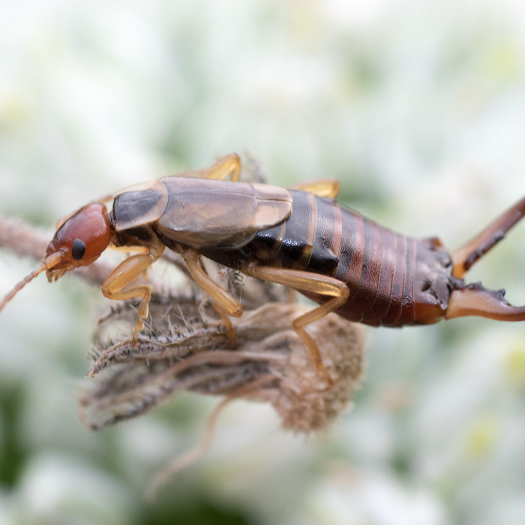 Insects in Winter – Eds Plant World