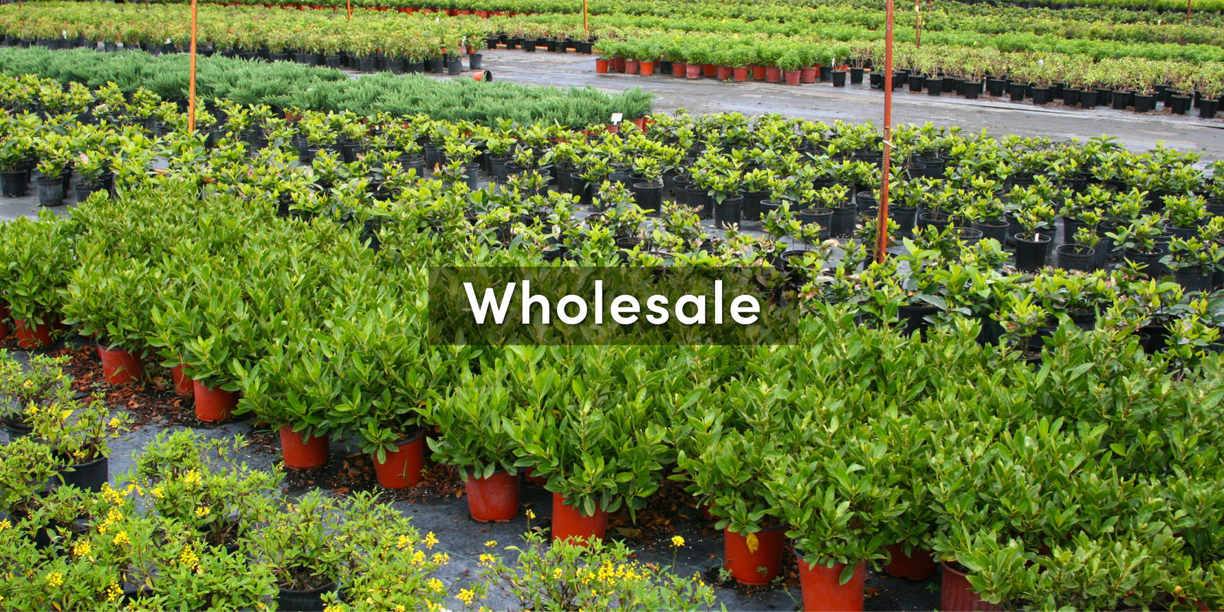 Wholesalers – Eds Plant World
